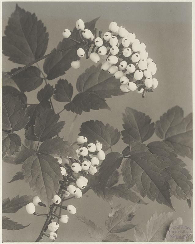 309. Actaea alba, white baneberry - Digital Commonwealth