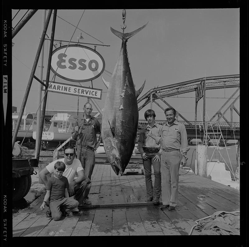 Record tuna fish weighing 881 lbs - Digital Commonwealth