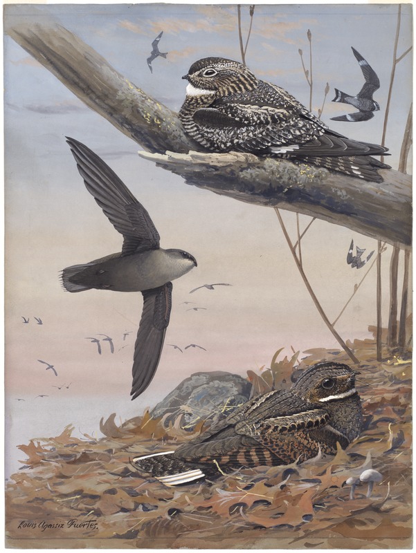 Plate 53: Nighthawk, Chimney Swift, Whip-poor-will - Digital Commonwealth