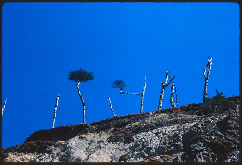 Broken tree trunks standing on slope of hill, likely California ...