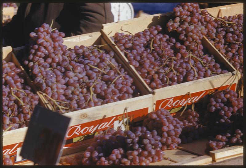 Boxes of grapes - Digital Commonwealth