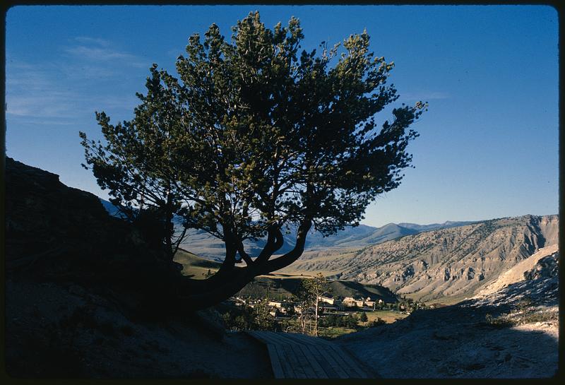 Tree extending from cliff in area of Mammoth Hot Springs, Yellowstone ...