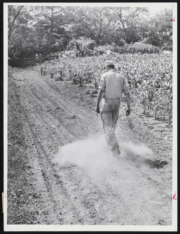 Dusty Trail--Farmer Robert Morrison, 18, of Framingham, raises a cloud ...