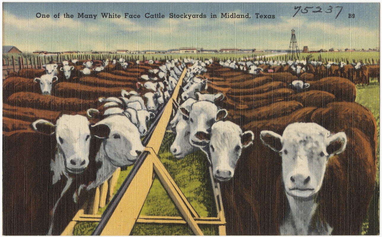 One of the many White Face Cattle Stockyards in Midland, Texas ...