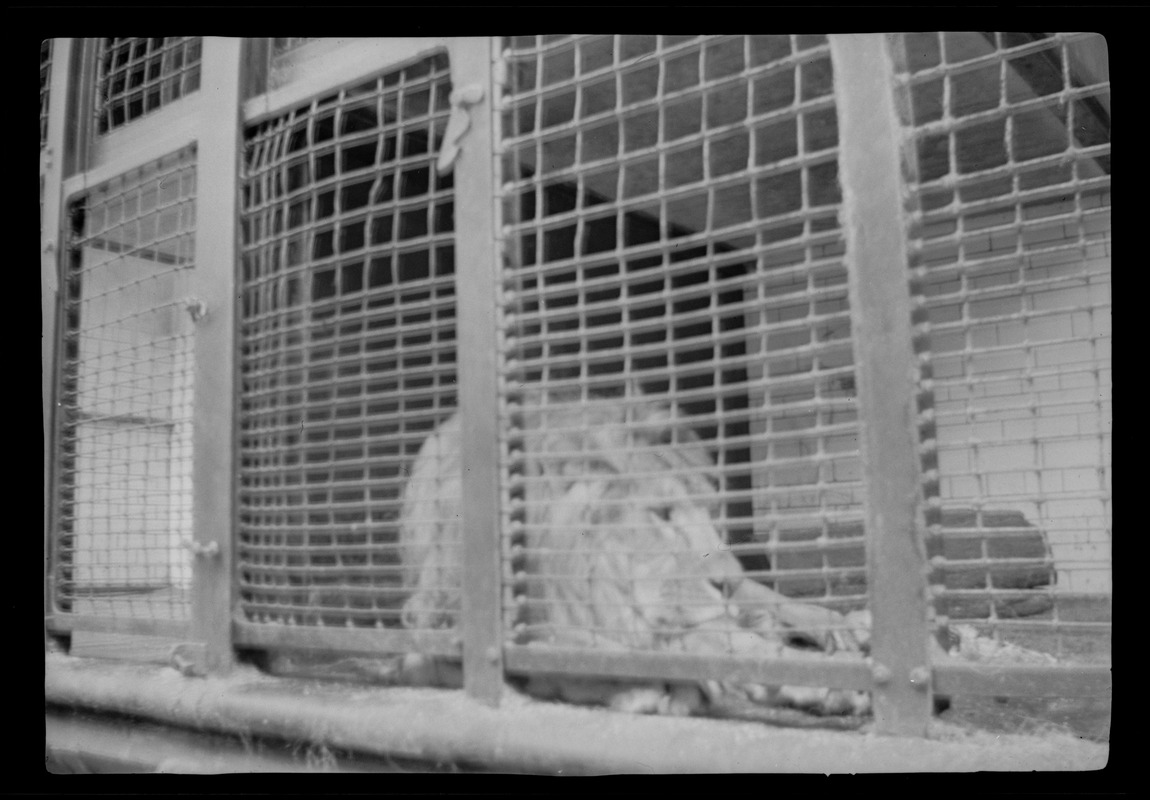 The lion at the Dublin Zoo - Digital Commonwealth