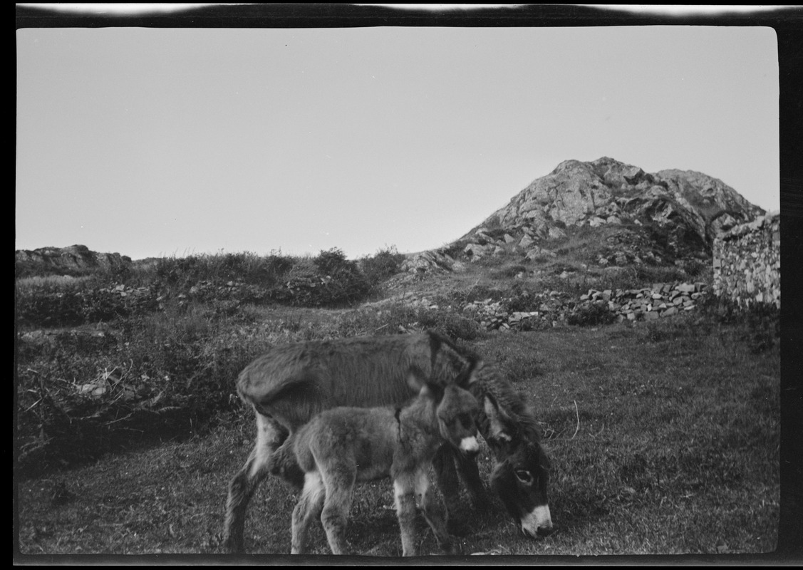 At Meevagh [i.e. Mevagh] Church, Co. Donegal, Mr. Gallagher's donkeys ...