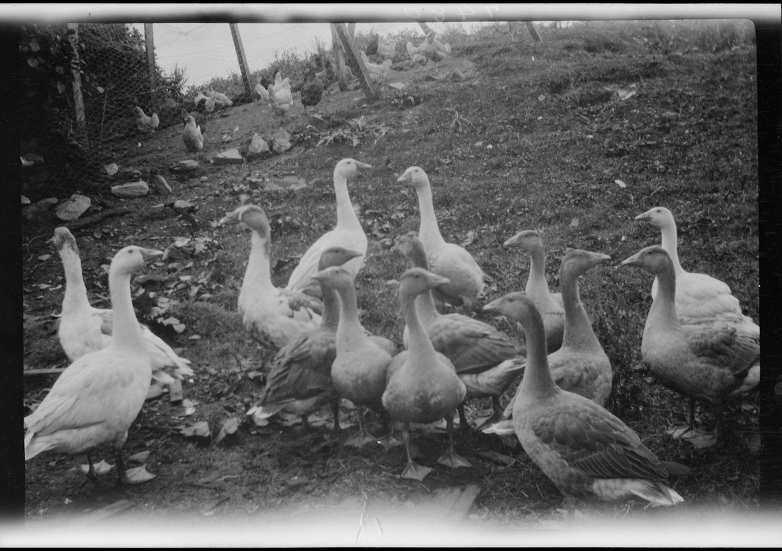 Irish geese - Digital Commonwealth