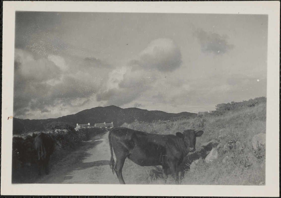 At Castlecove, Co. Kerry, two Kerry cows on the road - Digital Commonwealth