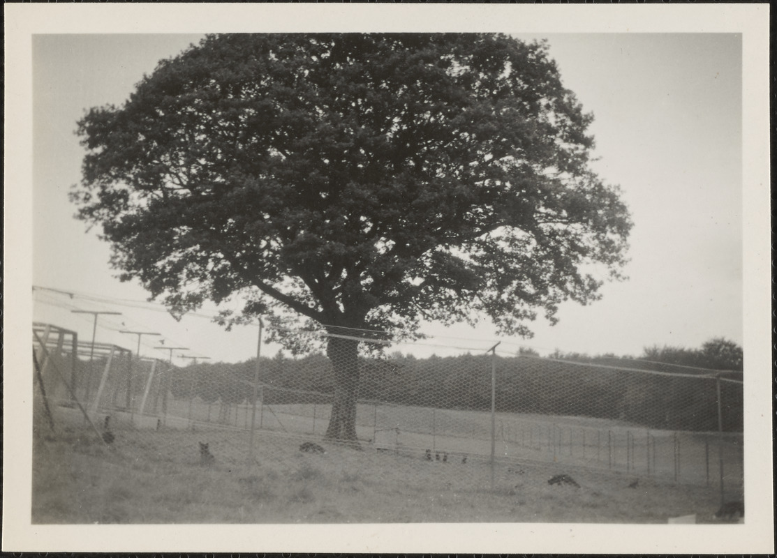 Tree on the Fox Farm at "Ballyfree," Glenealy, Co. Wicklow - Digital ...