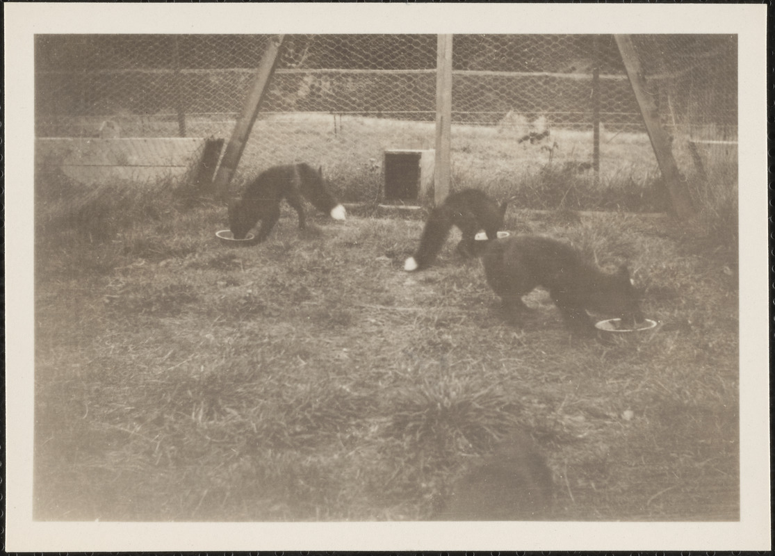 Glenealy, Co. Wicklow, Silver Fox Farm owned by Michael O'Driscoll ...