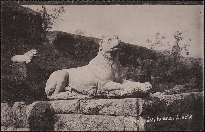 Molossian hound. Athens - Digital Commonwealth