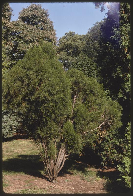 Tree - Digital Commonwealth