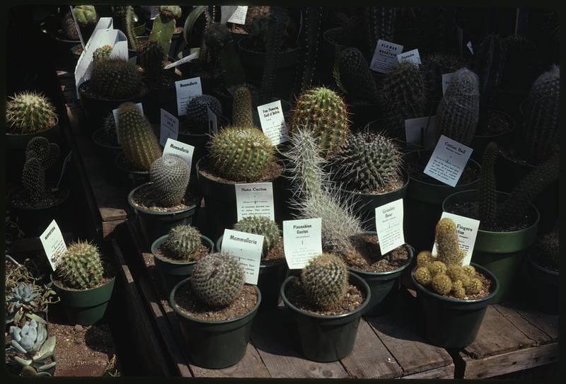 Cacti labeled with signs - Digital Commonwealth