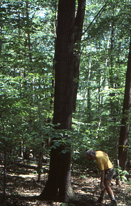 U.S. Dept. Interior Acid Rain, Acid Soils Study. David Dethier inspects ...