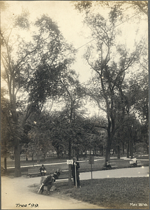 Tree Number Ninety-Nine in the Boston Common - Digital Commonwealth
