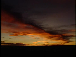 ¡Colores!; Sabine Walk UNM / Leaves on Ground - Digital Commonwealth