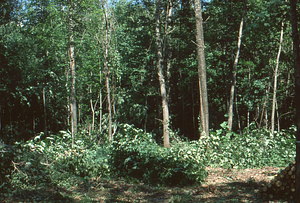 Wilson Greatbatch genetic plantation regeneration project image 4 ...