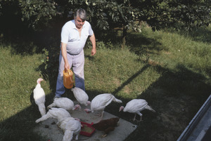 Kamenko Katić feeds hens - Digital Commonwealth