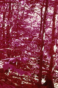 False color IR image of beech (Fagus grandifolia) understory and red ...