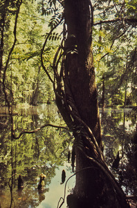 Kentucky swamp Cypress tree and vines - Digital Commonwealth