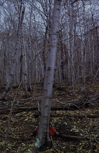 Anne Forrestel (Class of 1972) Phenology Research Upper Site, Middle ...