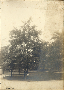 Tree Number Nine in the Boston Common - Digital Commonwealth