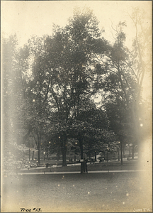Tree Number Thirteen in the Boston Common - Digital Commonwealth