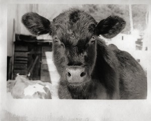 Young calf, Montague Farm Commune - Digital Commonwealth