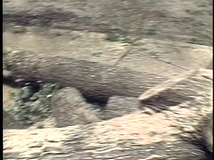 NJN News; Monday, July 2, 1990 6:00 p.m. - Digital Commonwealth
