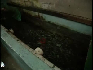 People Near Here; Garth Stephens: The Fish Farmers /The Underwater ...