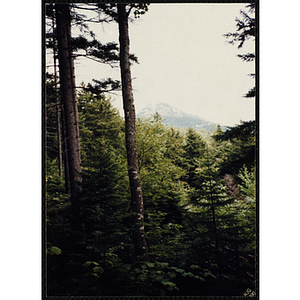 Two tall evergreen trees surrounded by shorter trees in the White ...