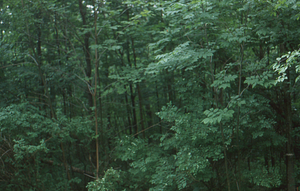 Wilson Greatbatch genetic plantation regeneration project image 1. Pre ...