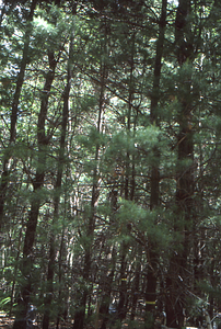 U.S. Dept. Interior Acid Rain, Acid Soils Study. White pine site, leaf ...