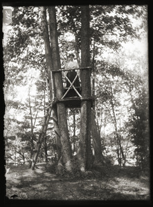 Tree house (Greenwich, Mass.) - Digital Commonwealth