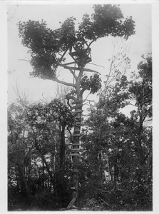 Mt. Toby Cabin - Digital Commonwealth