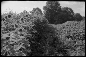 Sunflowers in the garden, Montague Farm Commune - Digital Commonwealth