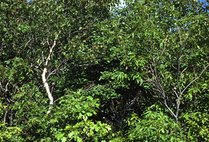 American chestnut (Castanea dentata) sapling with early signs of ...
