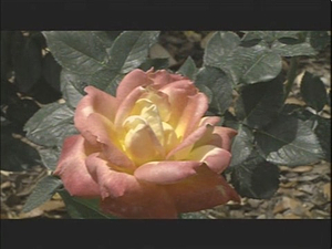 The Alabama Experience; On the Azalea Trail - Digital Commonwealth