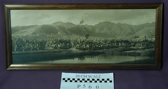 View of Mauoa Valley - Digital Commonwealth