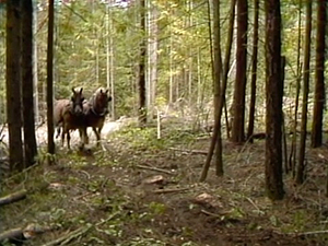 Loggers and Their Lore; Interview with Jim Bower, tape 52 - Digital ...