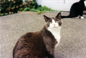 Tippie - Digital Commonwealth