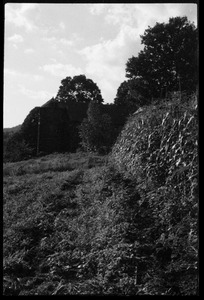 Stand of corn growing behind the barn, Montague Farm Commune - Digital ...