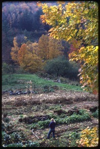 Long view of the garden, Montague Farm Commune - Digital Commonwealth