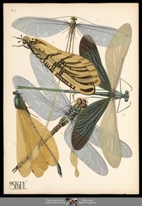 Insectes. Plate 9 - Digital Commonwealth