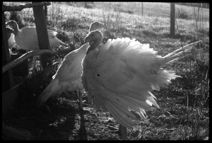Turkeys in a pen, Montague Farm Commune - Digital Commonwealth
